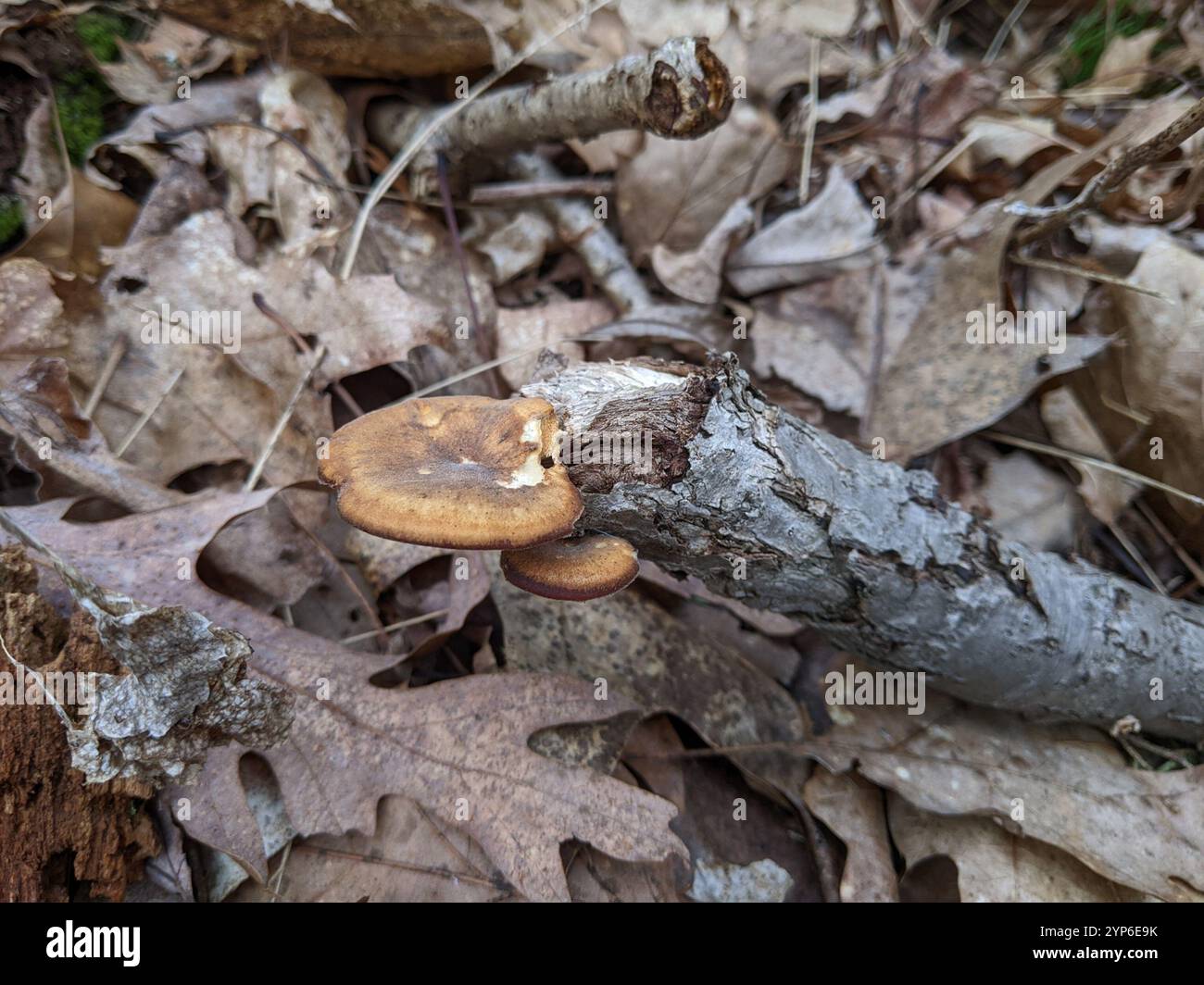 Lentinus brumalis hi-res stock photography and images - Alamy