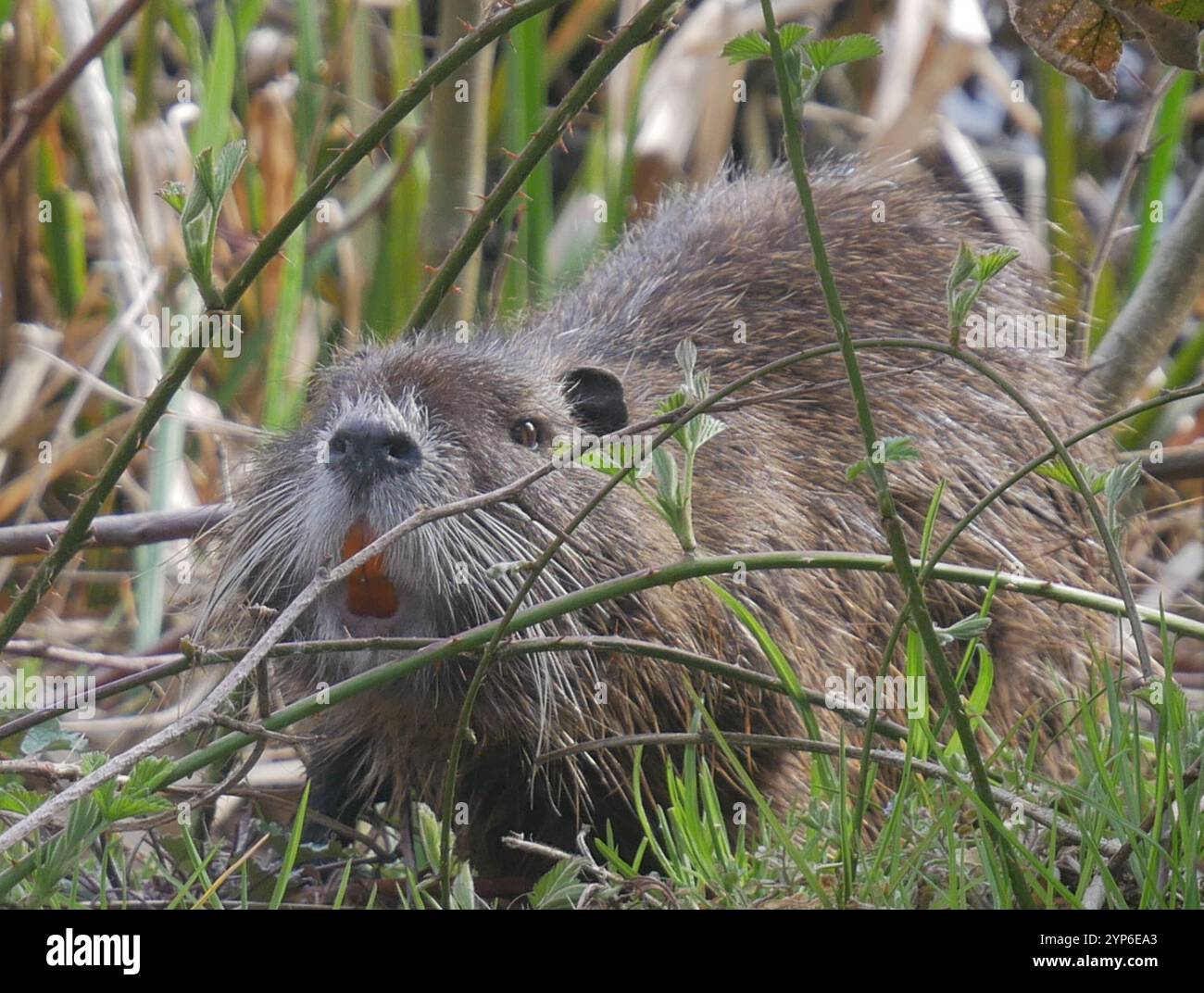 Coypu (Myocastor coypus Stock Photo - Alamy