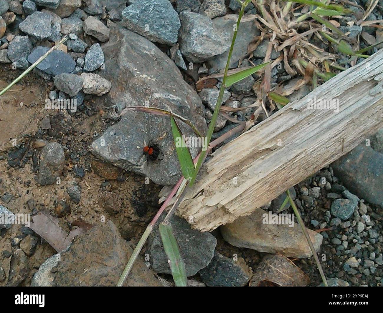 Cardinal Jumping Spider (Phidippus cardinalis Stock Photo - Alamy