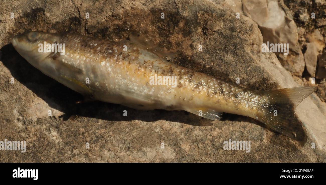 Central Stoneroller (Campostoma anomalum Stock Photo - Alamy