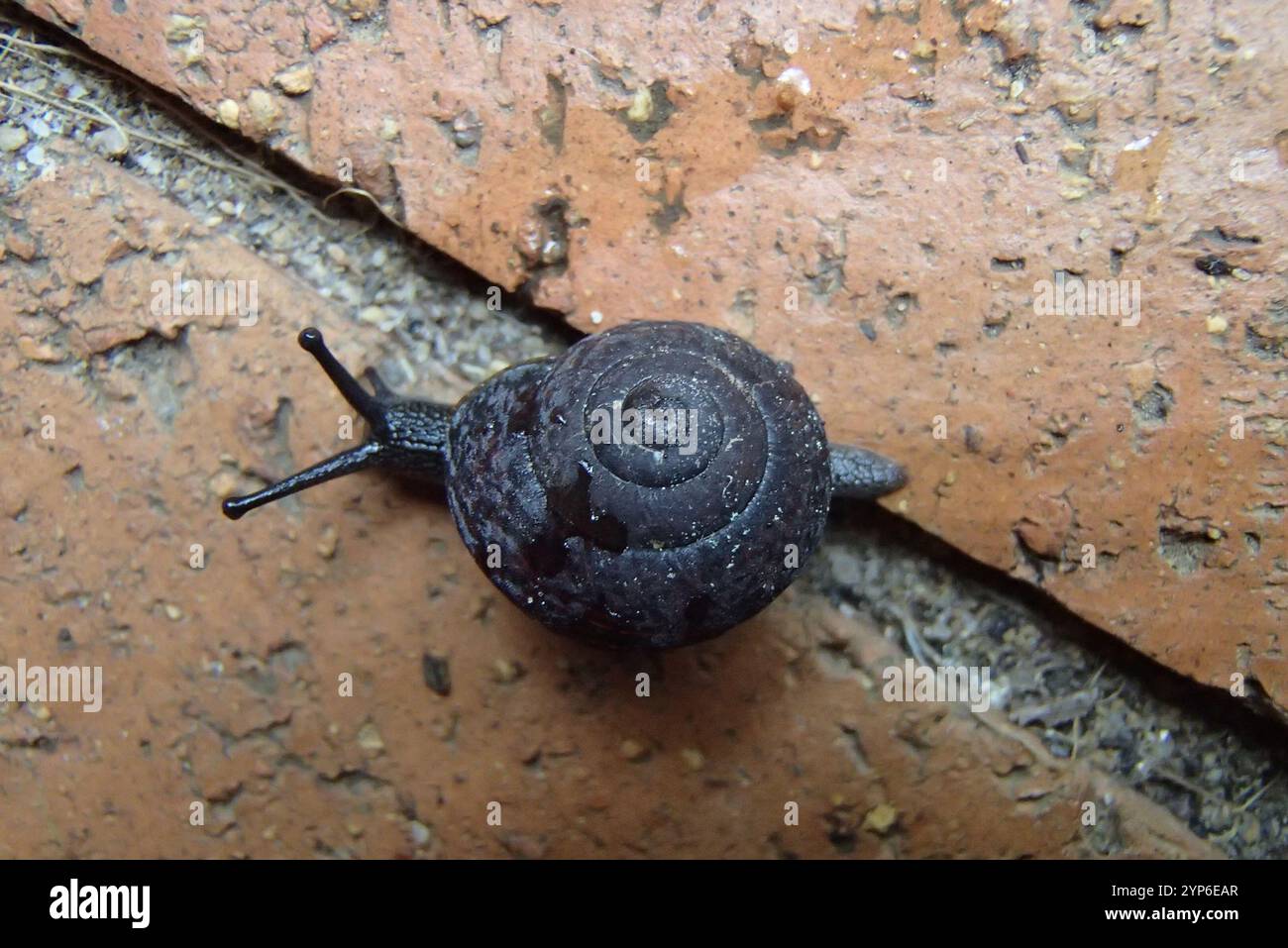 Blue Mountains Woodland Snail (Pommerhelix monacha Stock Photo - Alamy