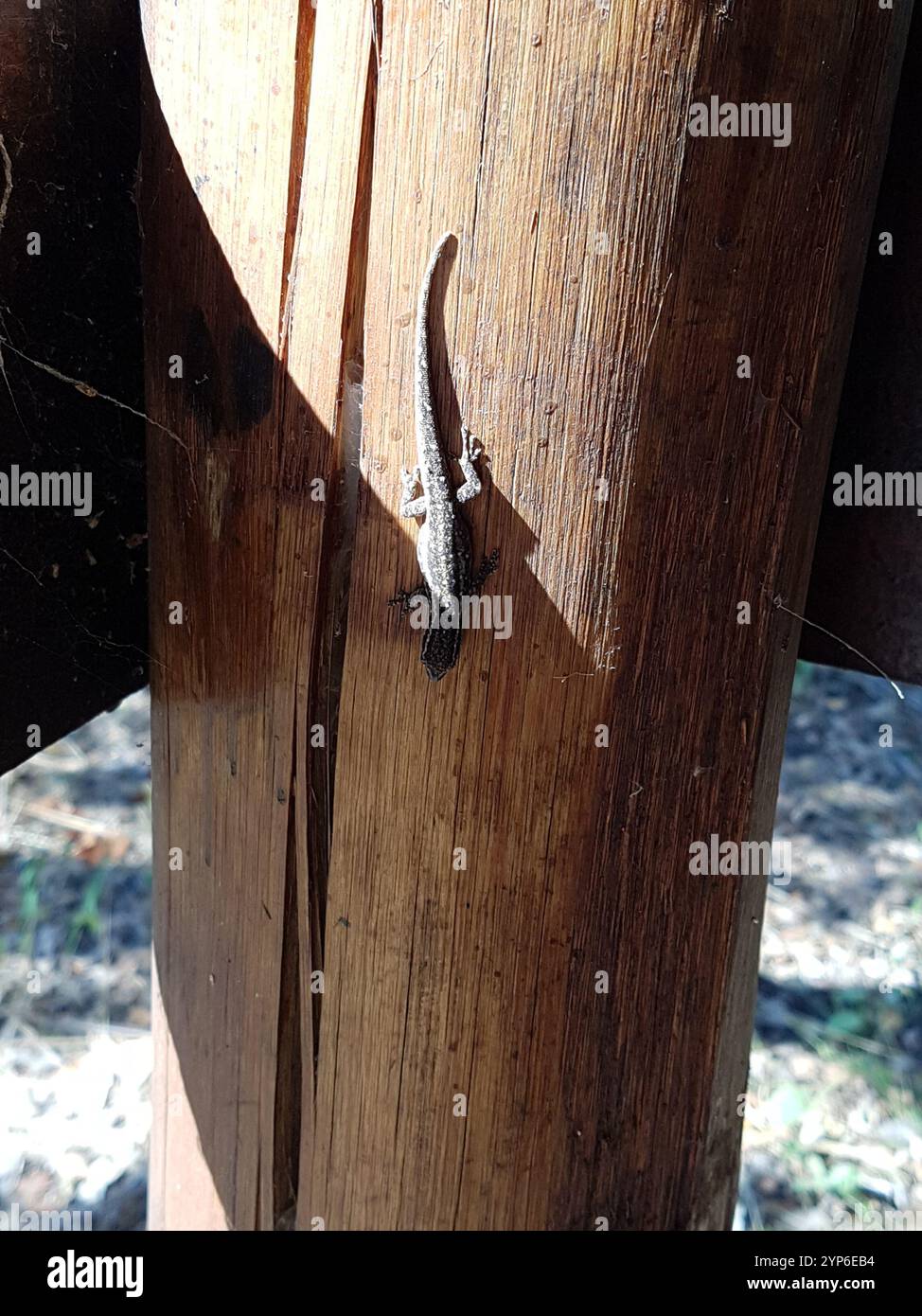 Common Dwarf Gecko (Lygodactylus capensis Stock Photo - Alamy
