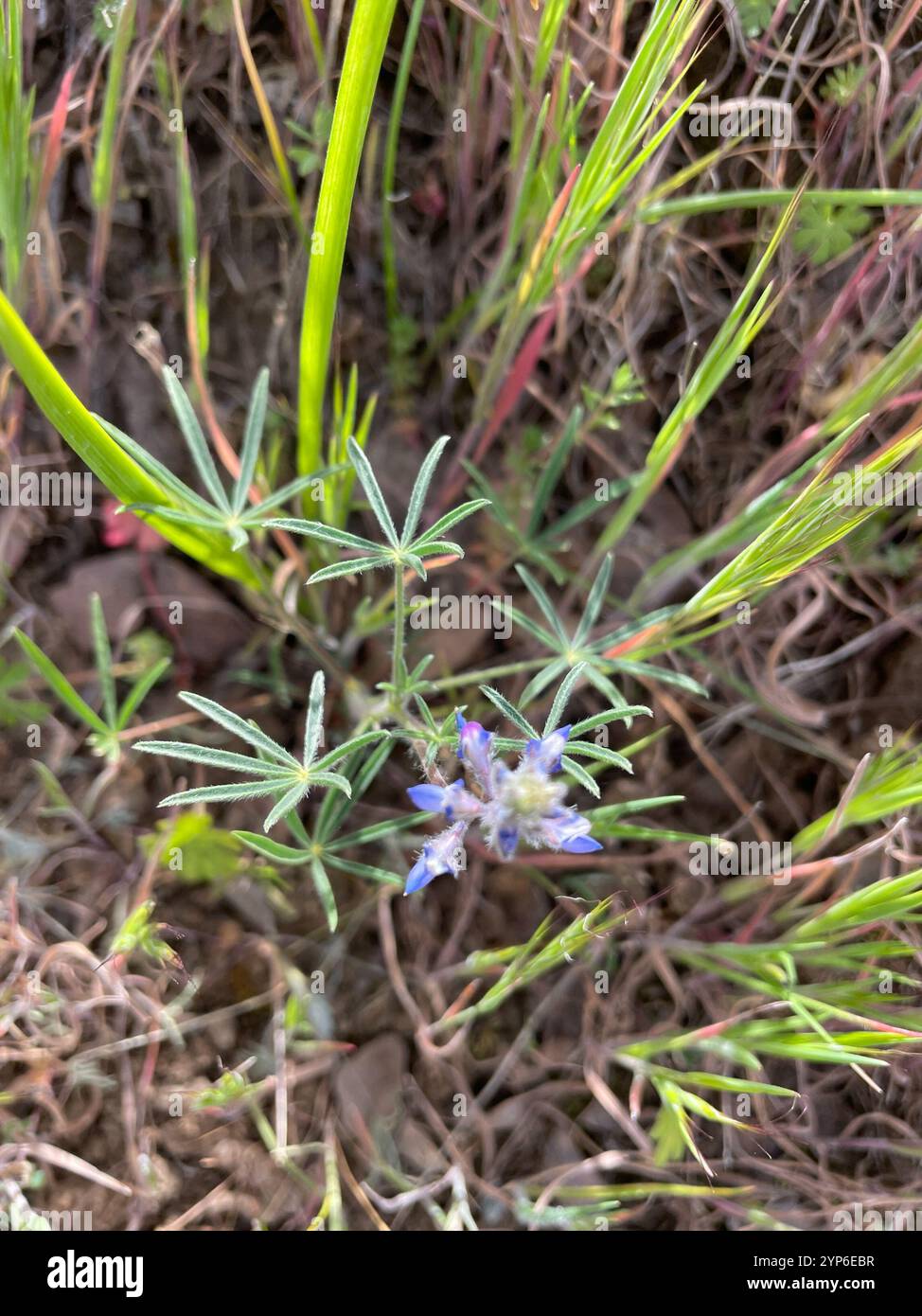 Miniature Lupine (Lupinus bicolor Stock Photo - Alamy
