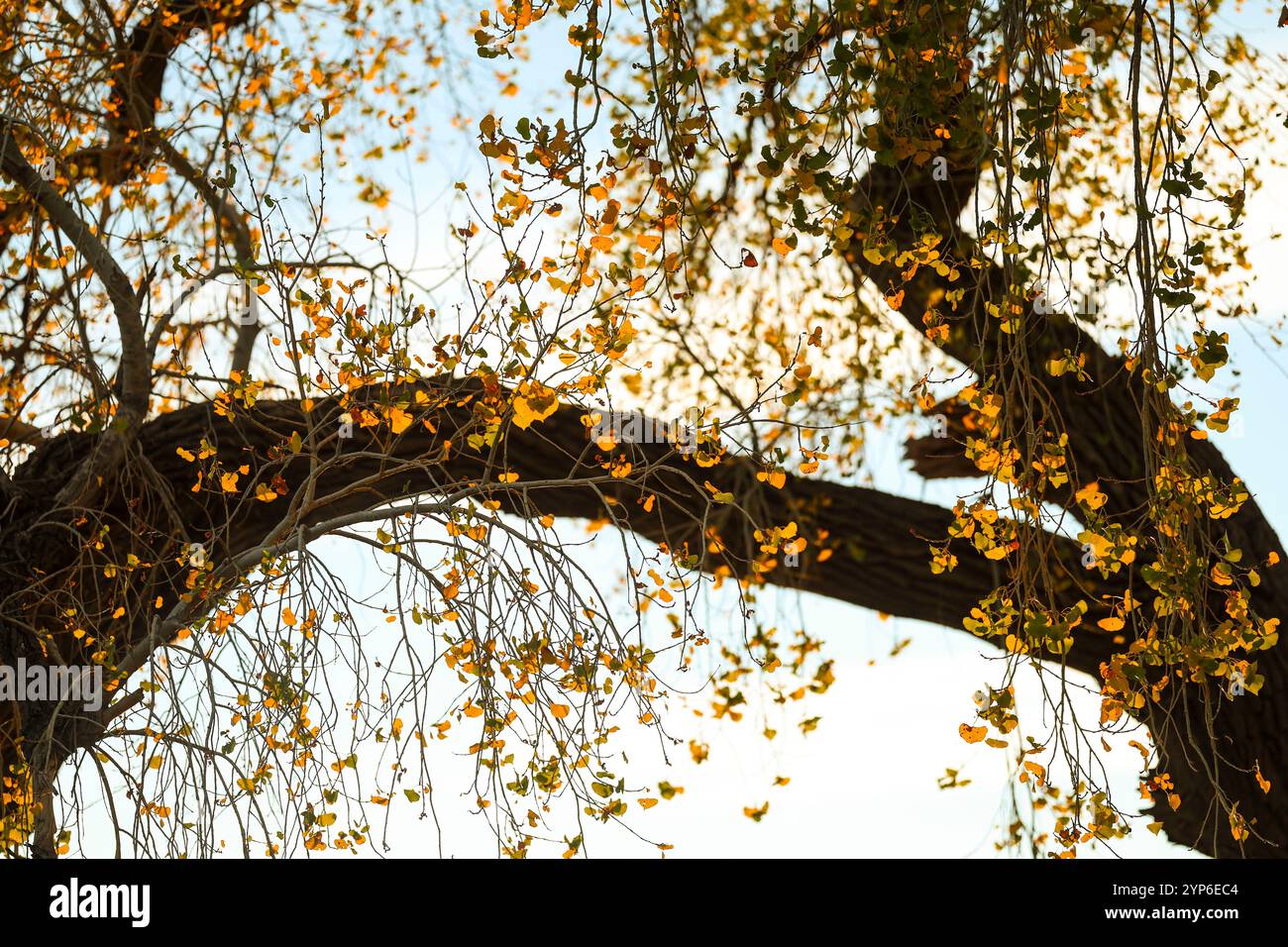 aspen tree or Populus alba, landscape at dusk in ejido among the ...