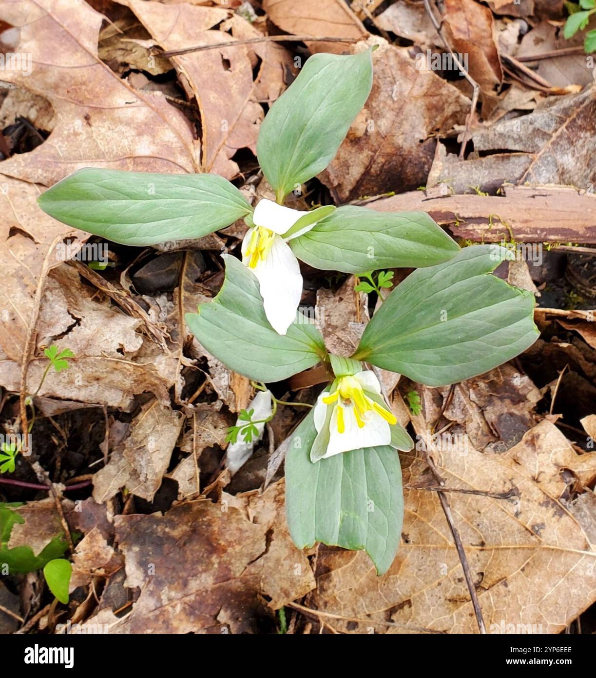 snow trillium (Trillium nivale Stock Photo - Alamy