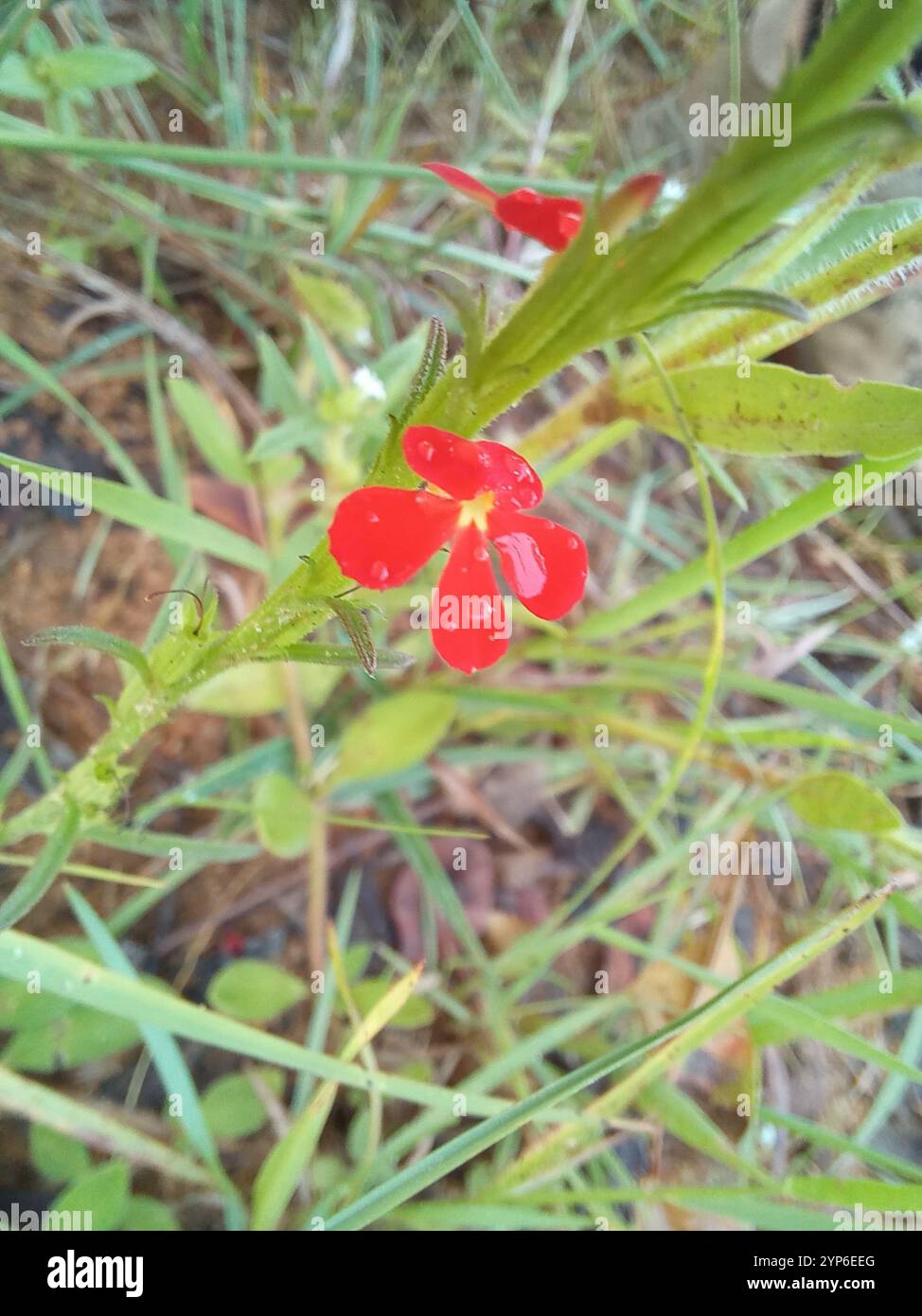 Striga asiatica hi-res stock photography and images - Alamy