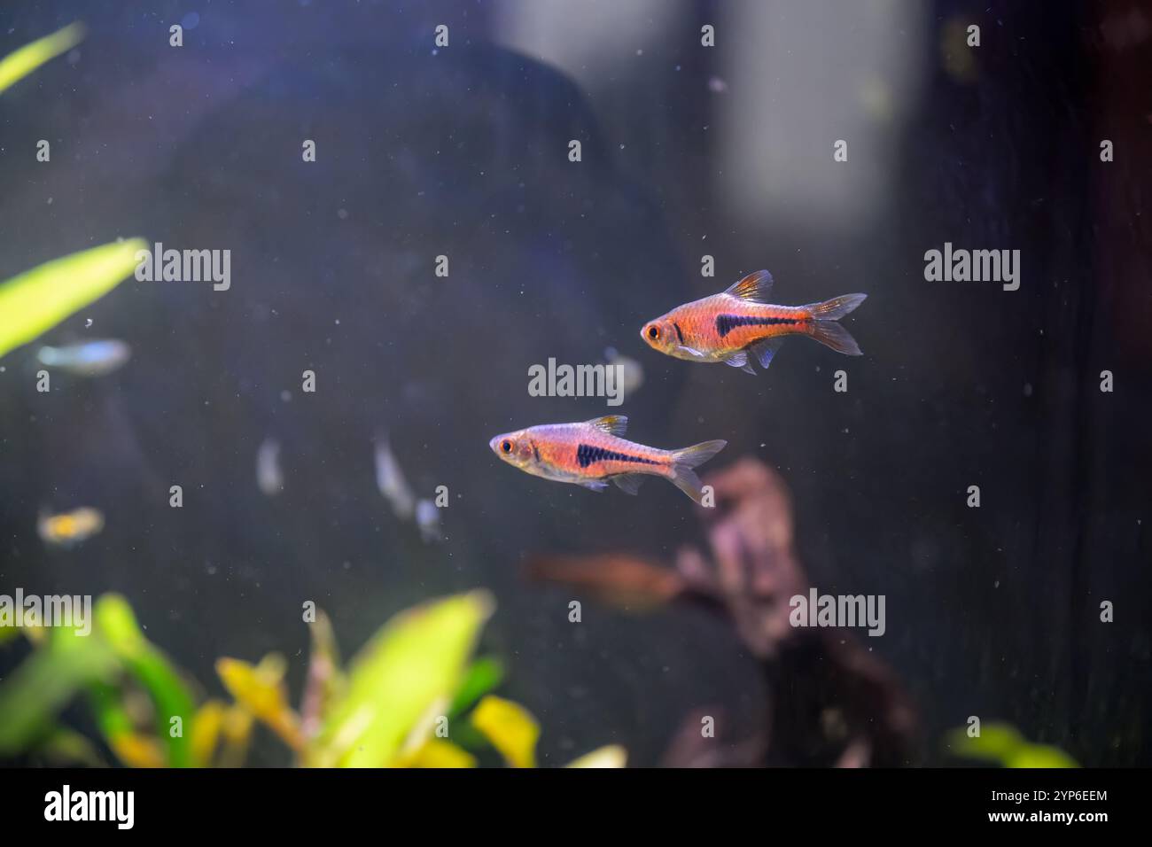close-up of colourful relaxing fish moving amongst plants, rocks and ...