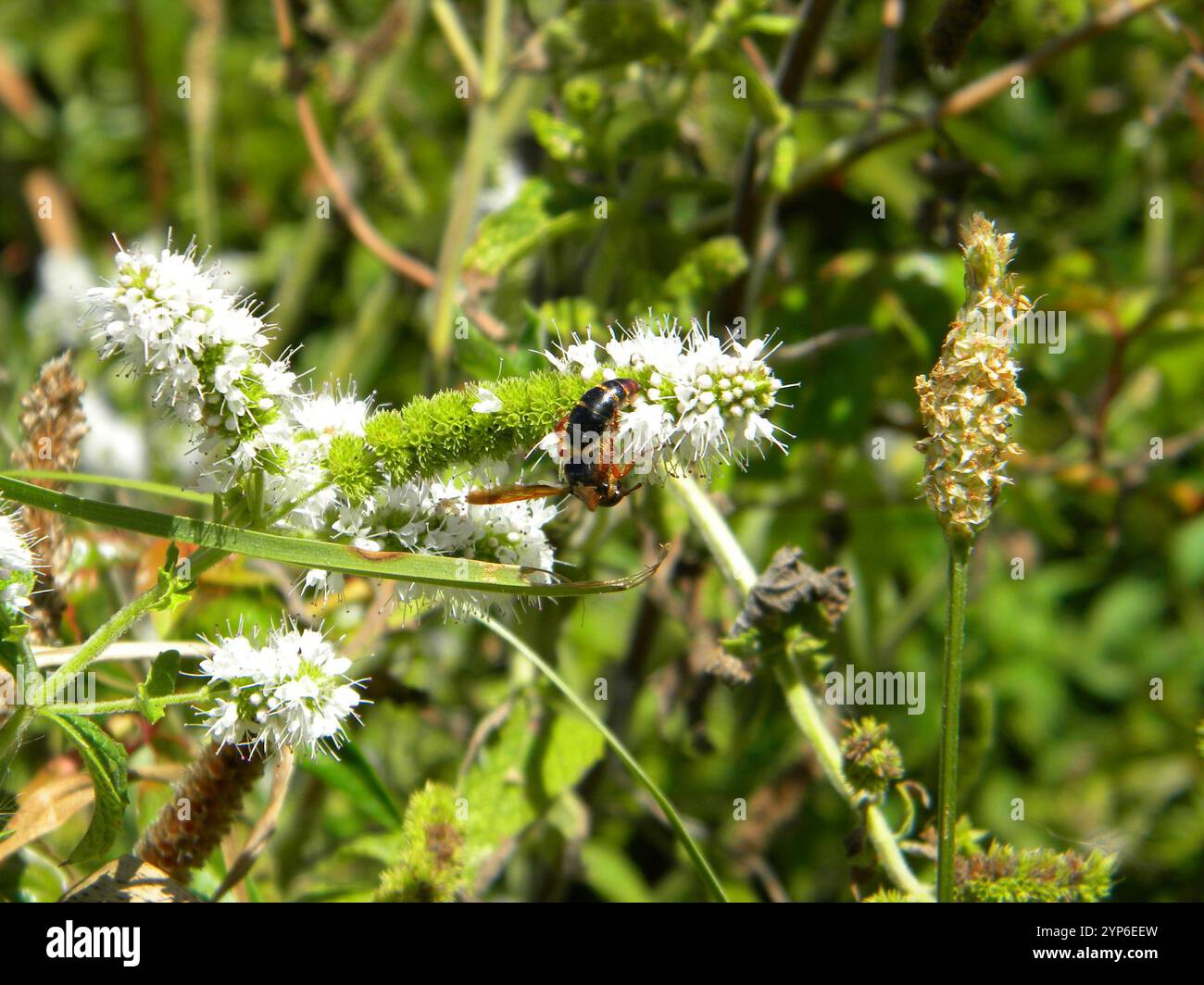Scoliid Wasps (Scoliidae Stock Photo - Alamy