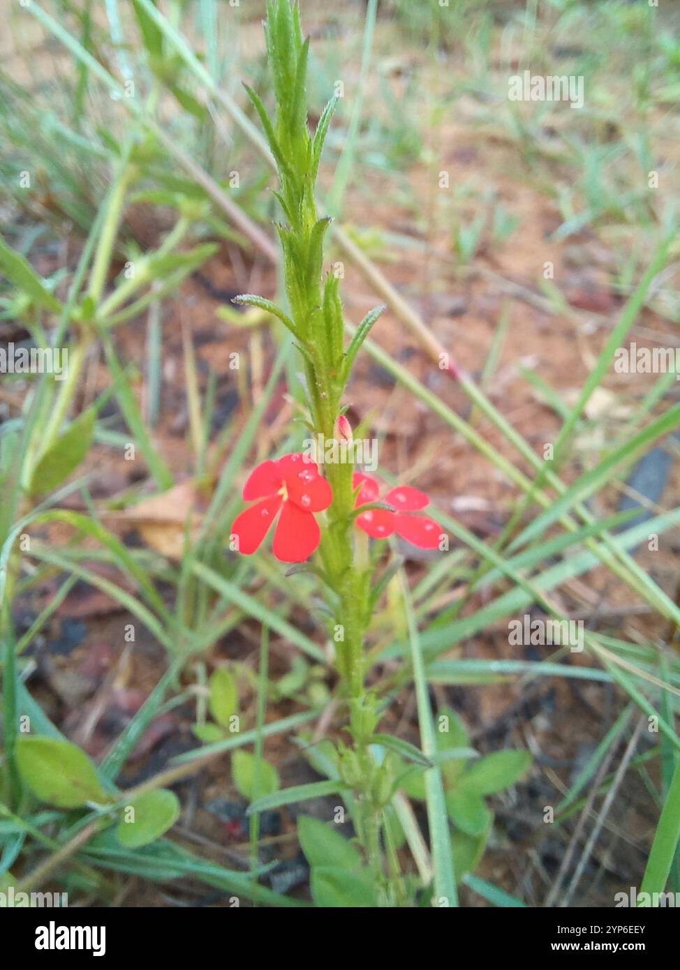 Witchweed (Striga asiatica Stock Photo - Alamy