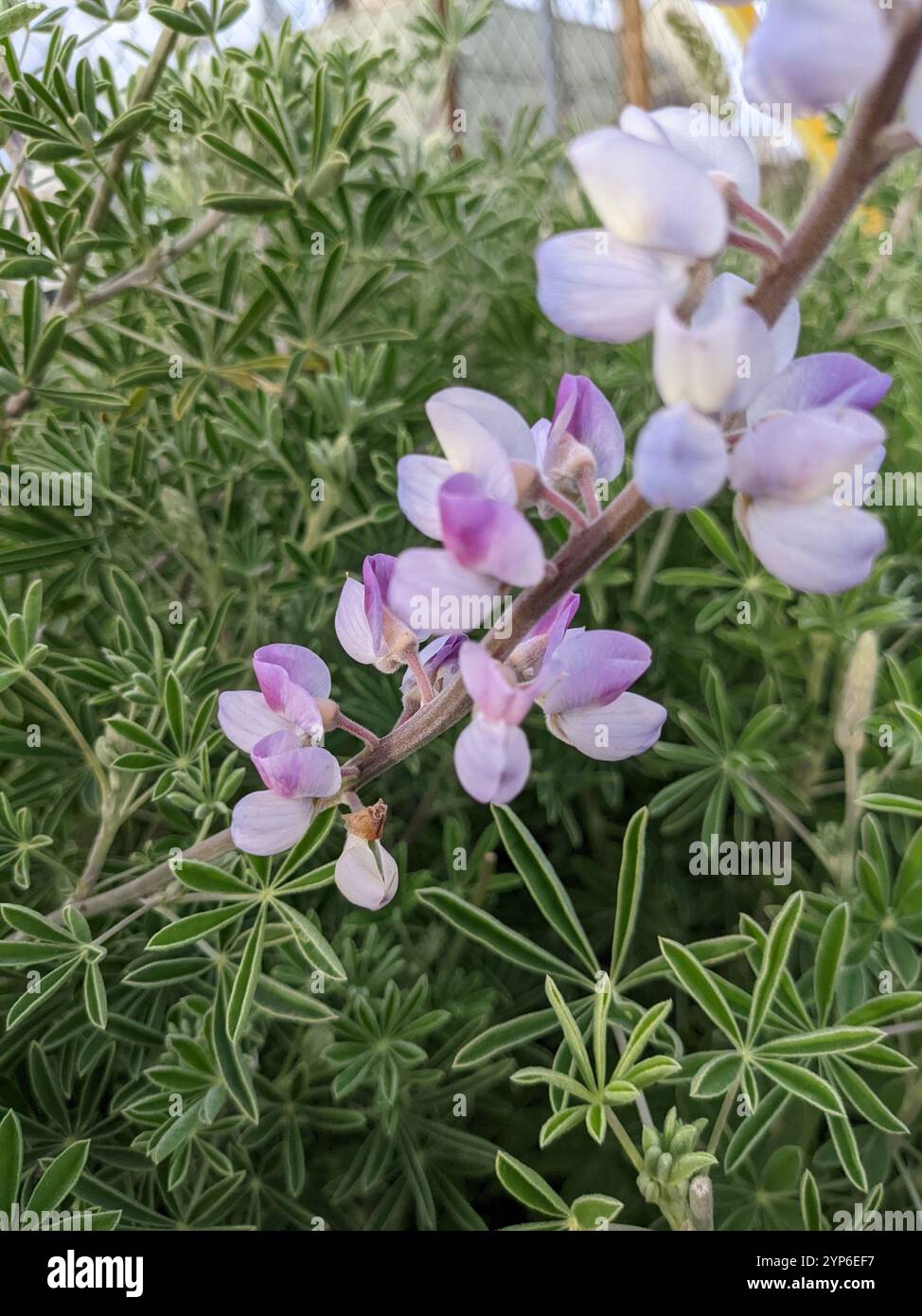 Bush Lupine complex (Lupinus albifrons Stock Photo - Alamy