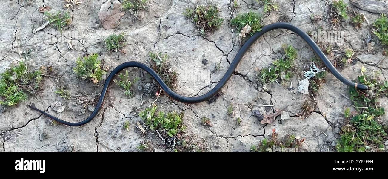 Pacific Ringneck Snake (Diadophis punctatus amabilis Stock Photo - Alamy