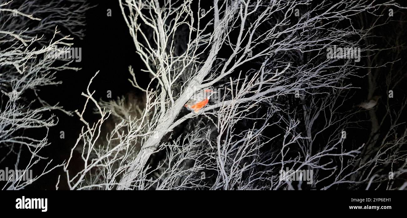 Crimson Chat (Epthianura tricolor Stock Photo - Alamy