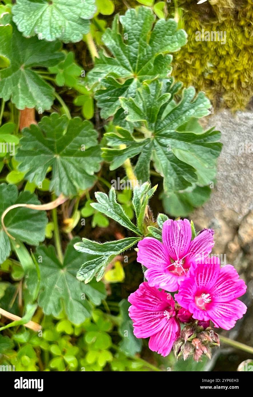 Sidalcea malviflora hi-res stock photography and images - Alamy