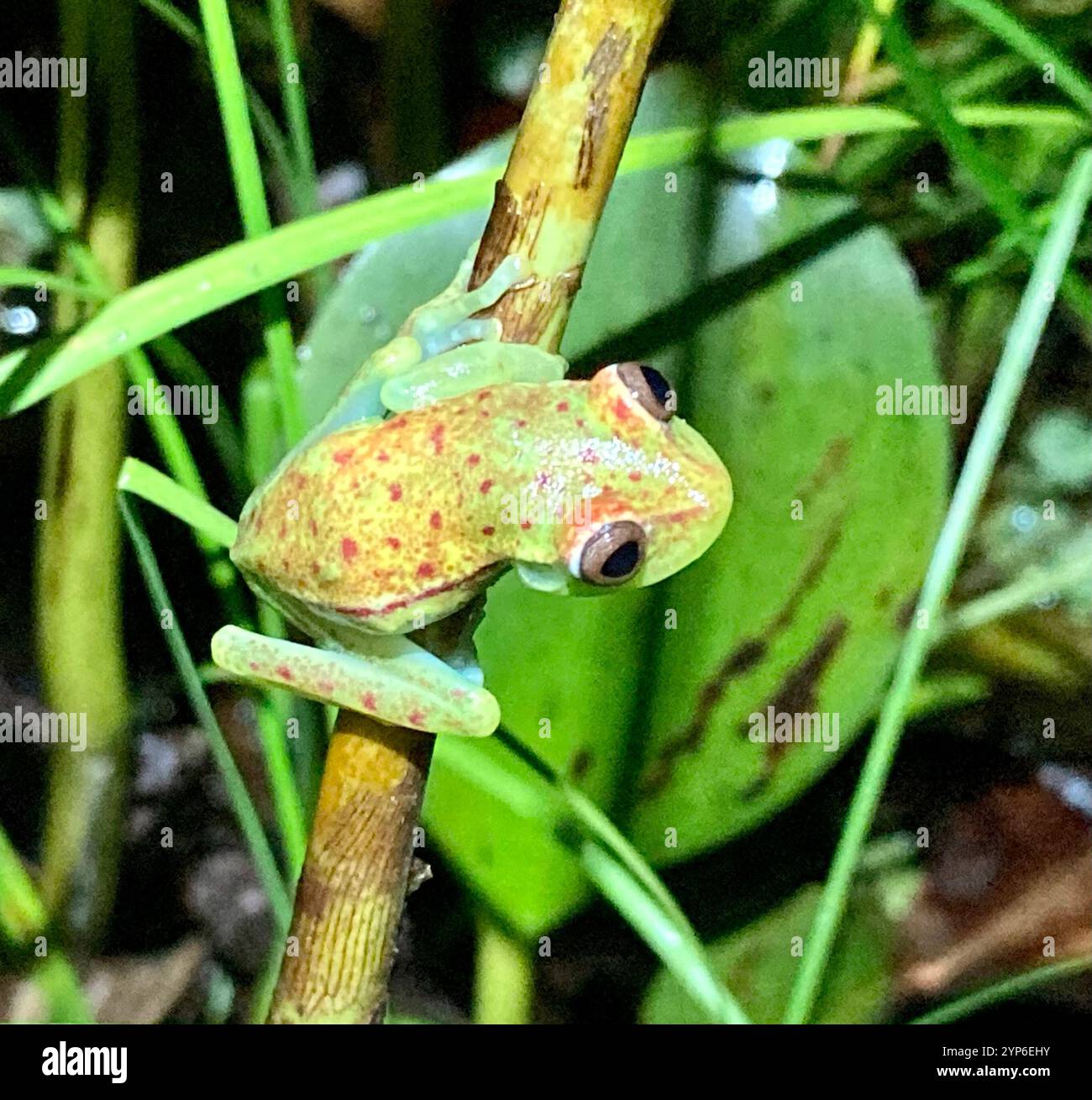 Polka-dot Tree Frog (Boana punctata Stock Photo - Alamy
