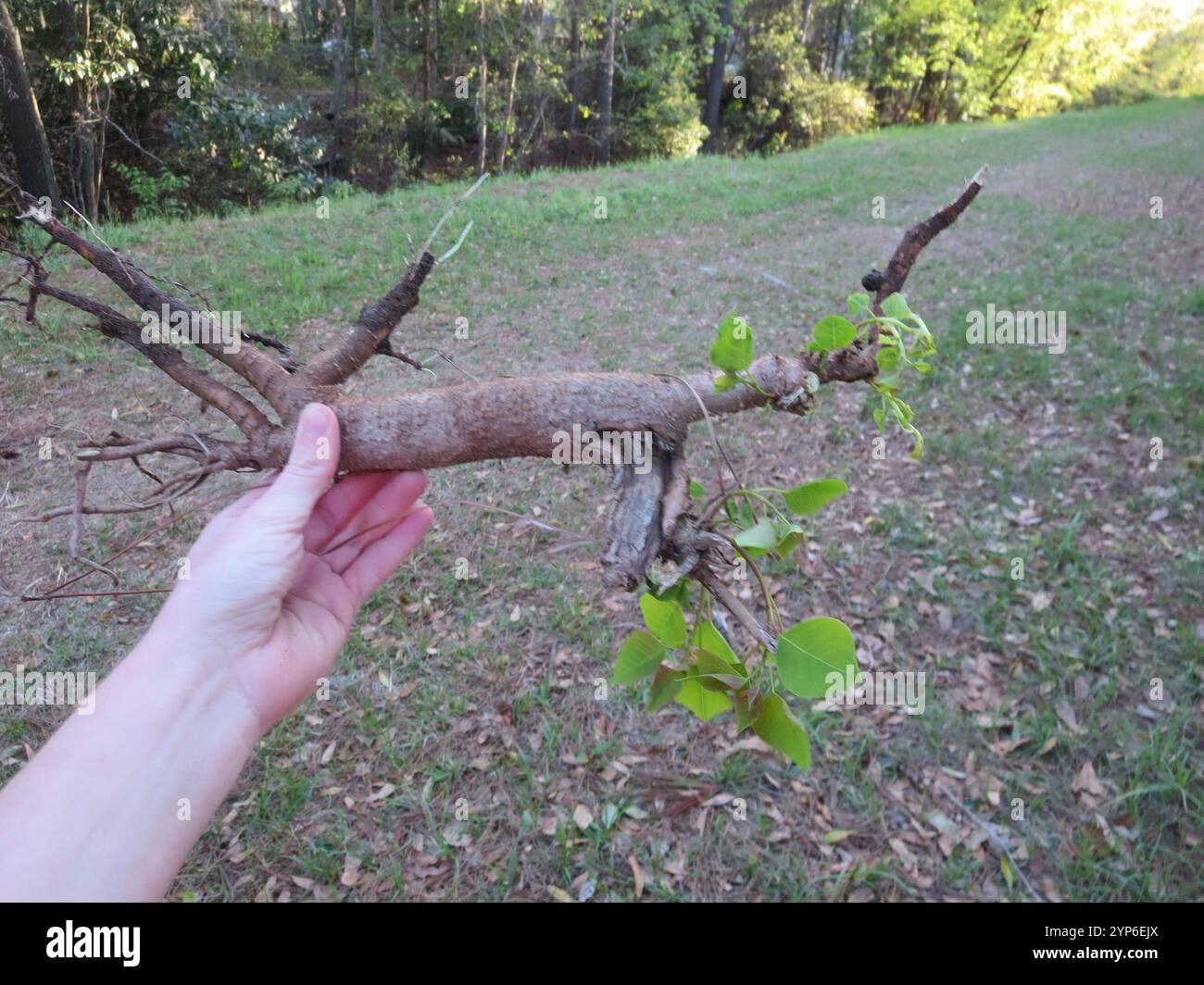 Chinese Tallow (Triadica sebifera Stock Photo - Alamy