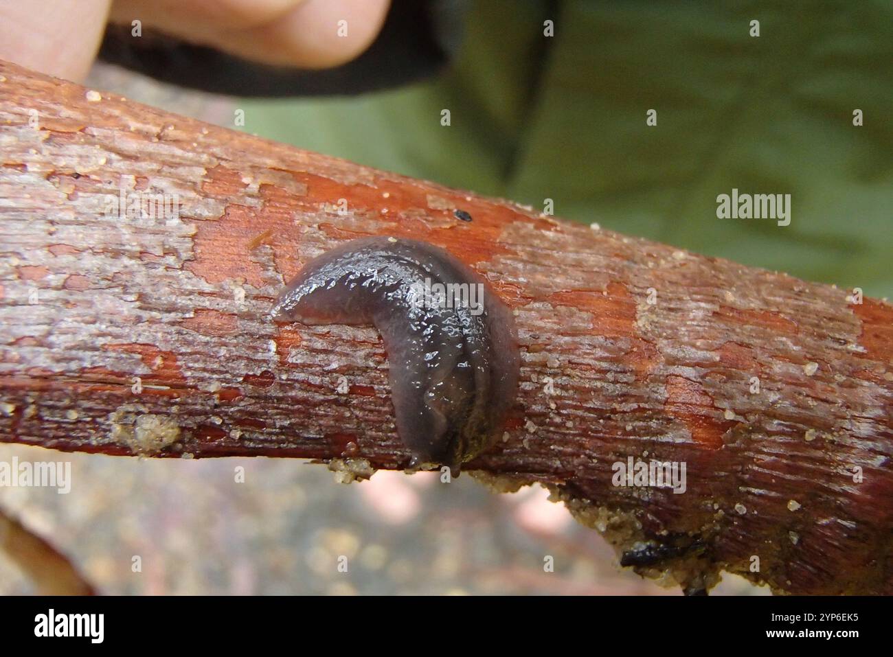 Red triangle slug hi-res stock photography and images - Alamy