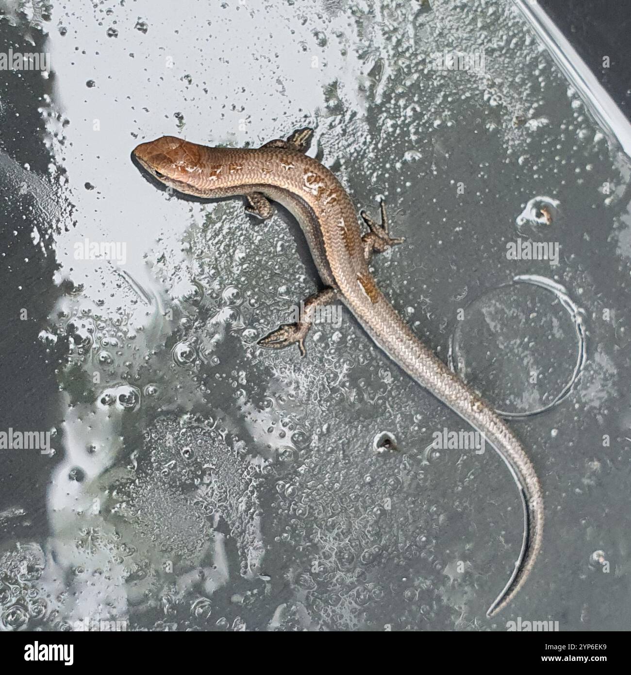 Dark-flecked Garden Sunskink (Lampropholis delicata Stock Photo - Alamy