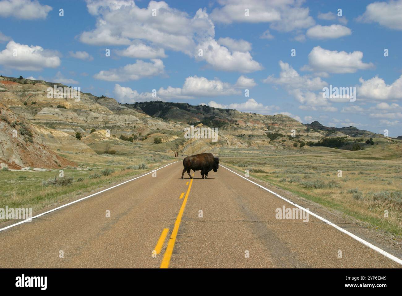 Bison crossing road at Theodore Roosevelt National Park Stock Photo - Alamy