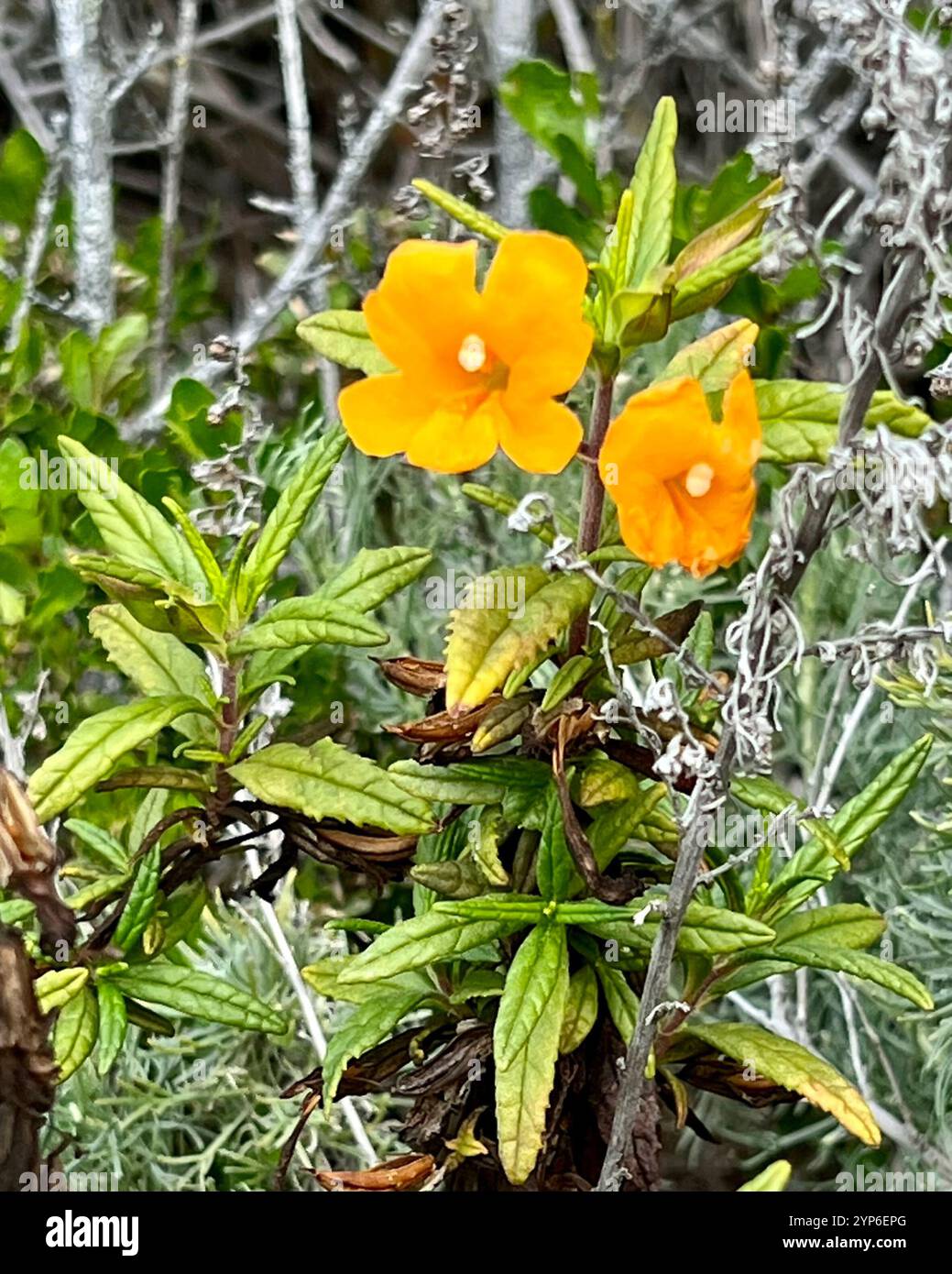 orange bush monkeyflower (Diplacus aurantiacus Stock Photo - Alamy