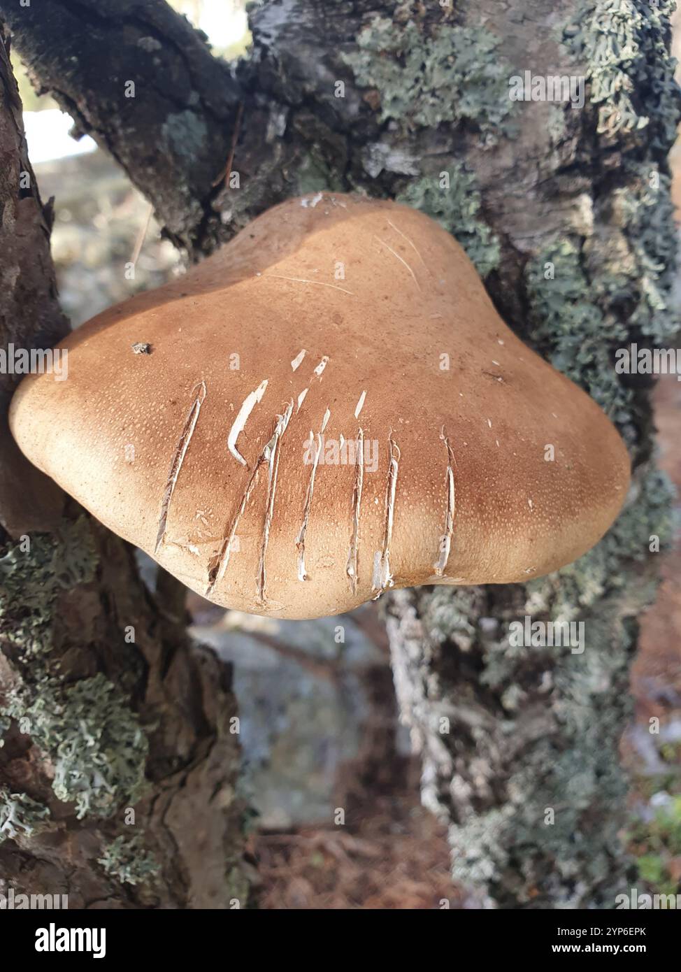 birch polypore (Fomitopsis betulina Stock Photo - Alamy