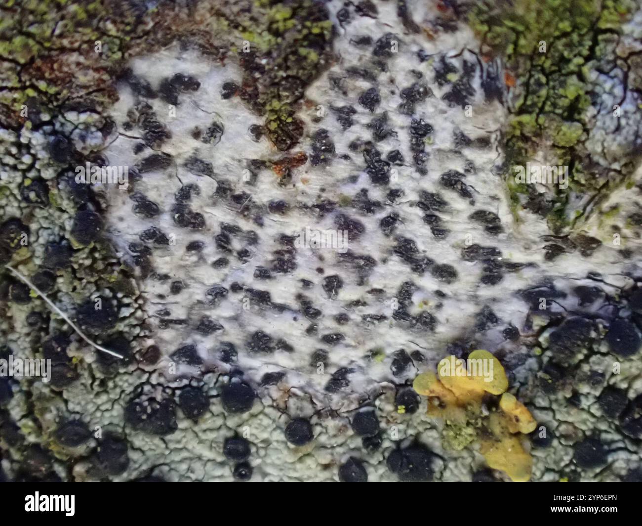 Asterisk Lichen (Arthonia radiata Stock Photo - Alamy