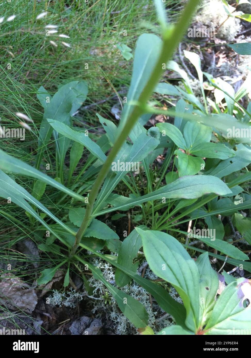 Downy Goldenrod (Solidago puberula Stock Photo - Alamy
