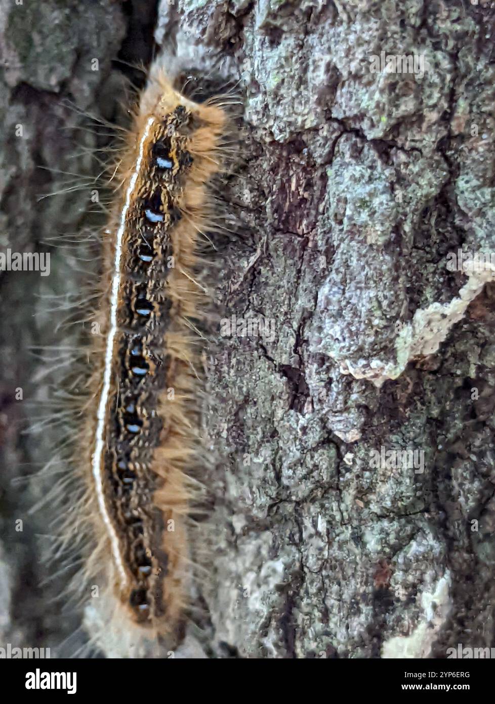 Eastern Tent Caterpillar Moth (Malacosoma americana Stock Photo - Alamy