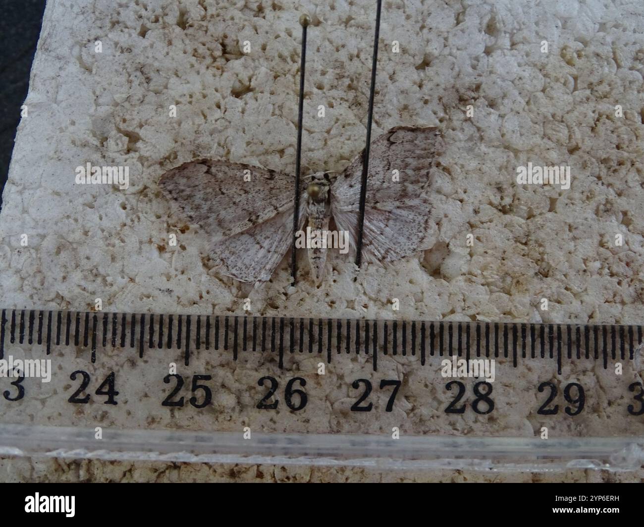 Geometer Moths (Geometridae Stock Photo - Alamy