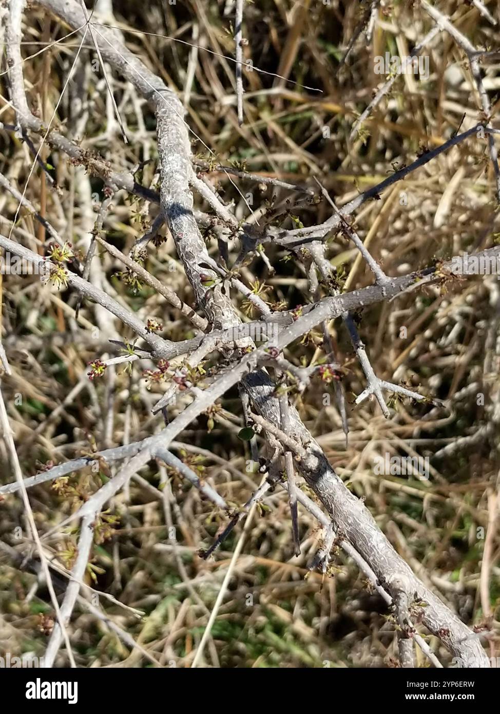 Narrowleaf Forestiera (Forestiera angustifolia Stock Photo - Alamy