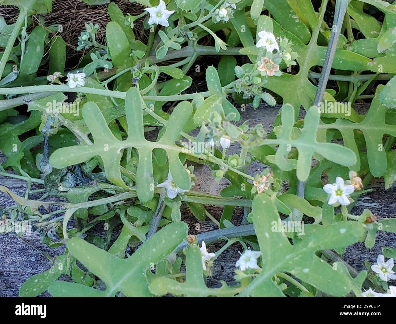 white fiesta flower (Pholistoma membranaceum Stock Photo - Alamy
