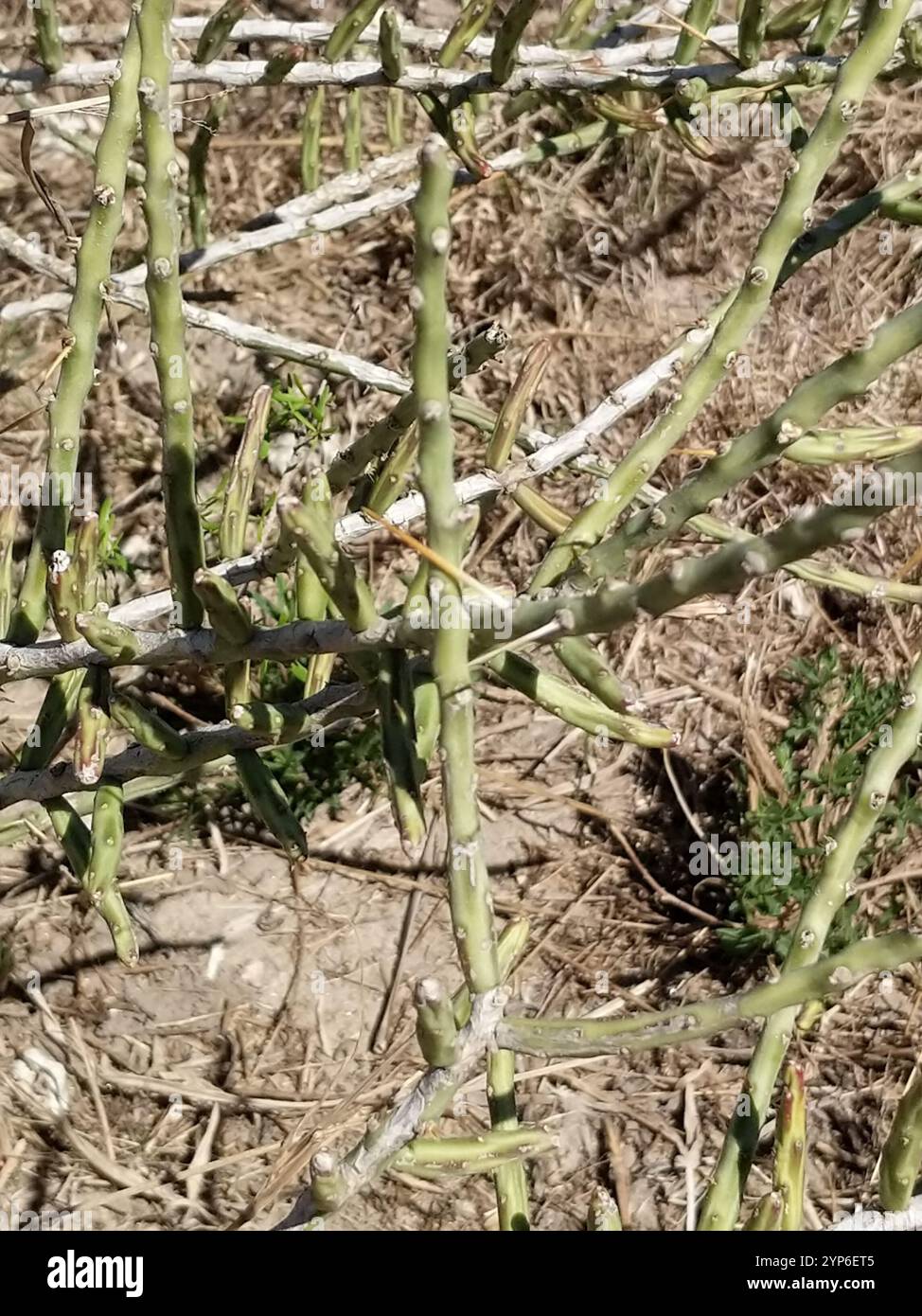 Christmas cholla (Cylindropuntia leptocaulis Stock Photo - Alamy