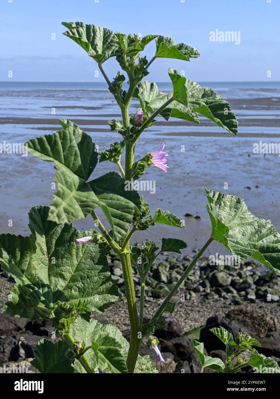 Cretan mallow (Malva multiflora Stock Photo - Alamy