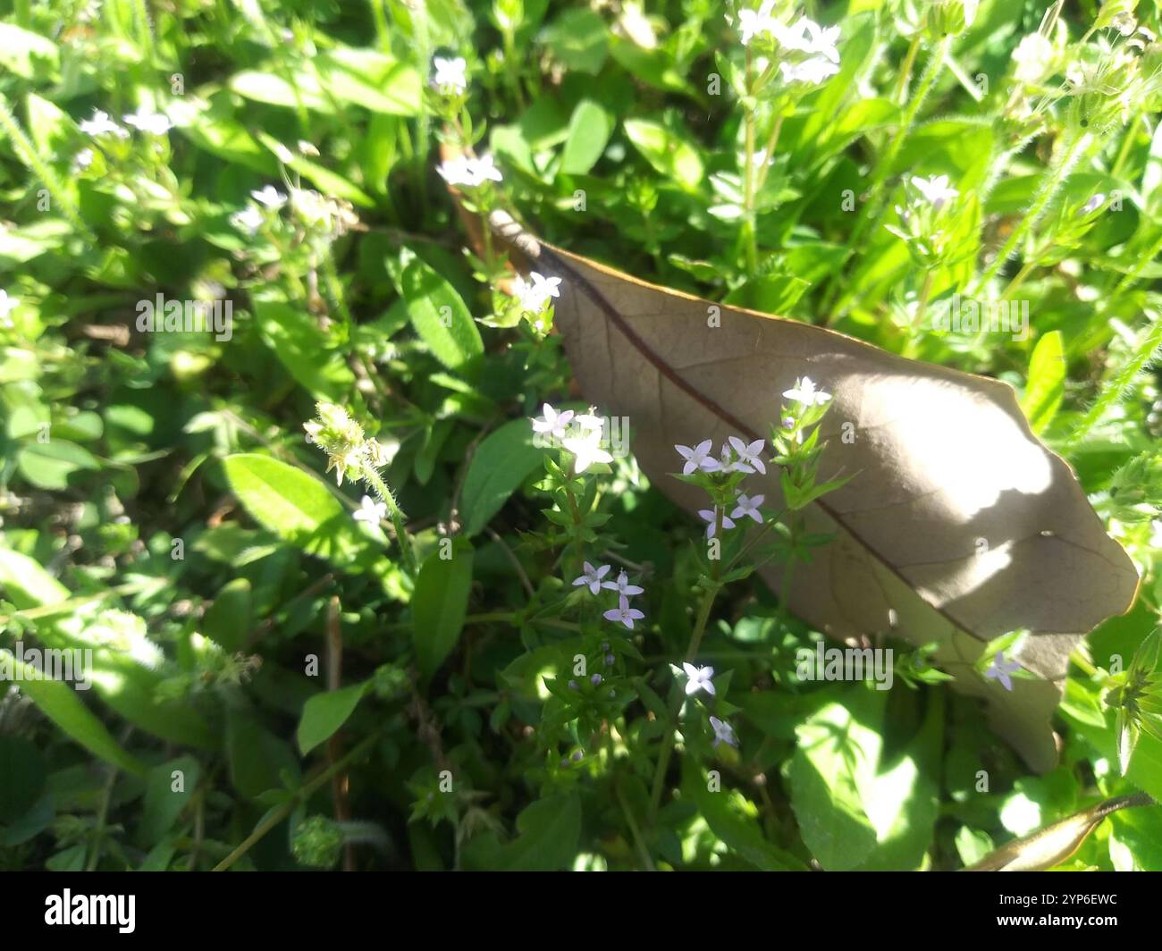 Field madder (Sherardia arvensis Stock Photo - Alamy