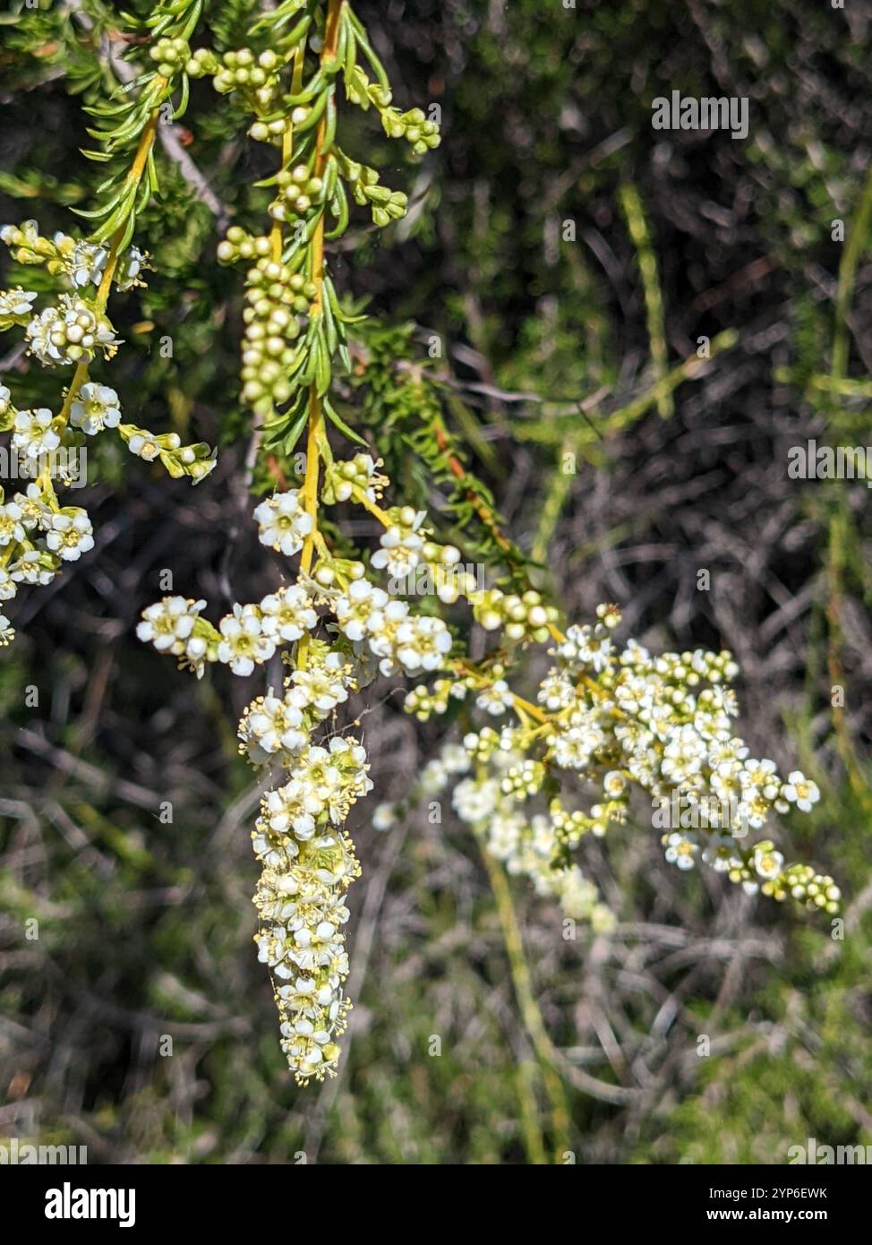 chamise (Adenostoma fasciculatum Stock Photo - Alamy