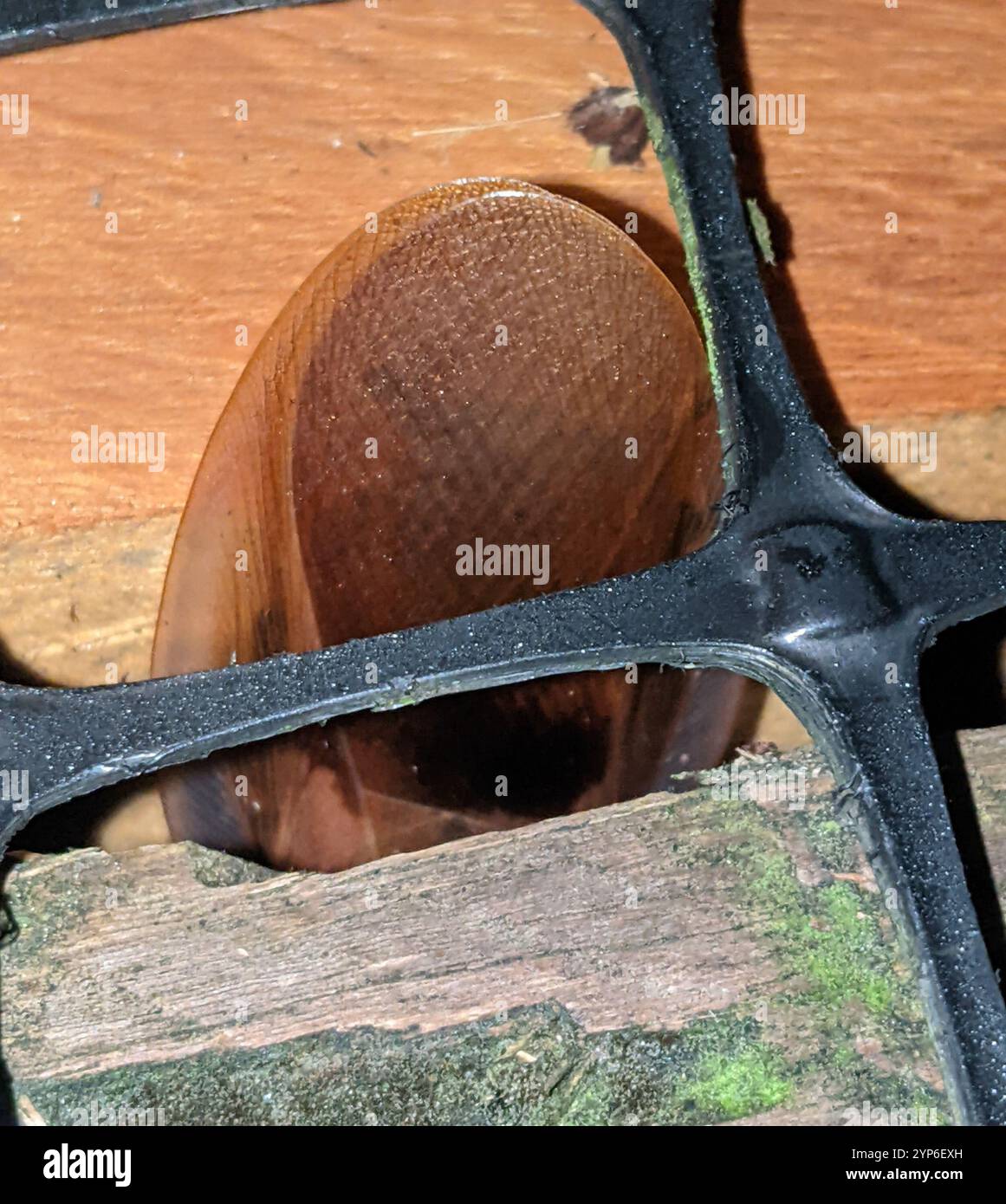 Giant Cave Cockroach (Blaberus giganteus Stock Photo - Alamy