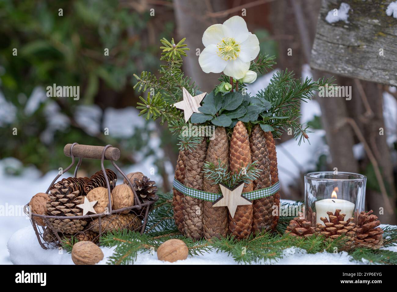 rustic christmas arrangement with helleborus niger, cones and table ...