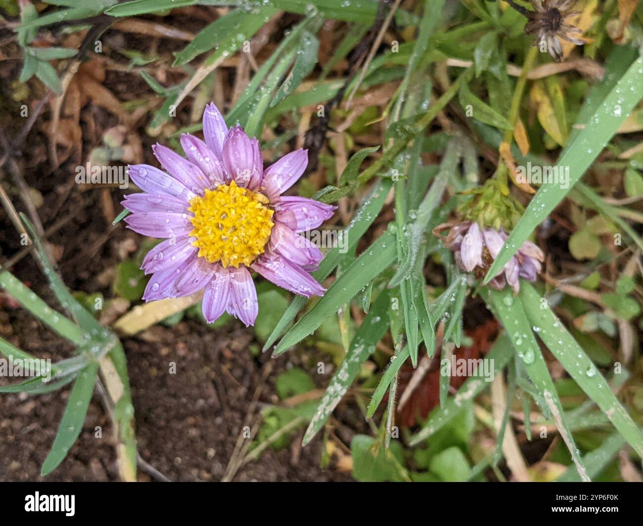 California Aster (Corethrogyne filaginifolia Stock Photo - Alamy