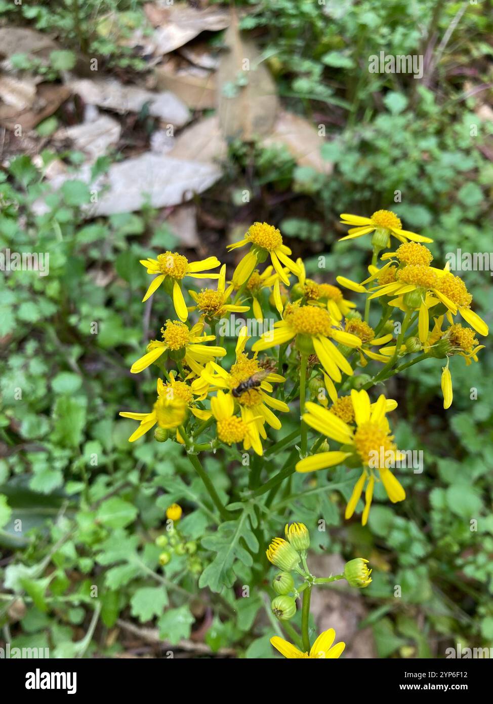 Butterweed (Packera glabella Stock Photo - Alamy