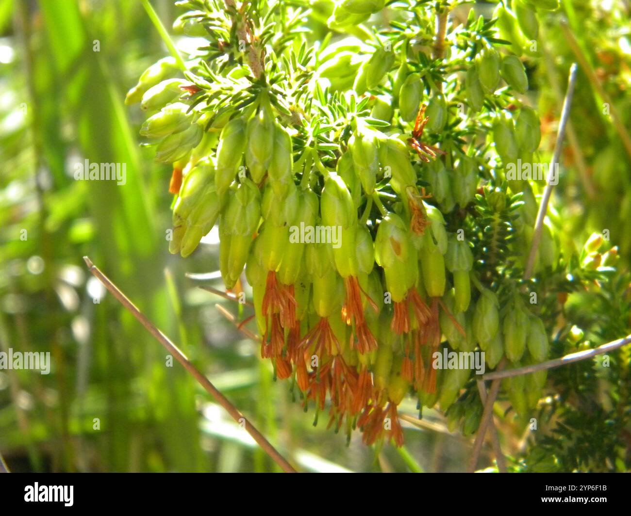 Red Hanging Heath (Erica coccinea coccinea Stock Photo - Alamy