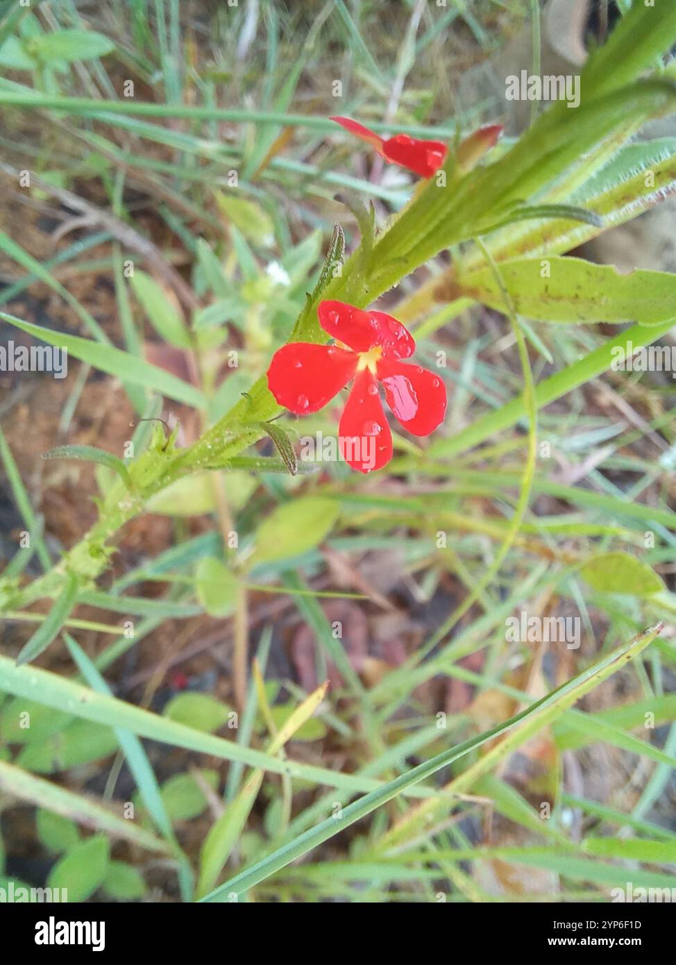 Striga asiatica hi-res stock photography and images - Alamy