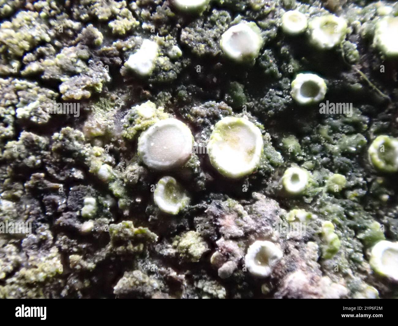 rim lichens, disc lichens, and allies (Lecanoraceae Stock Photo - Alamy