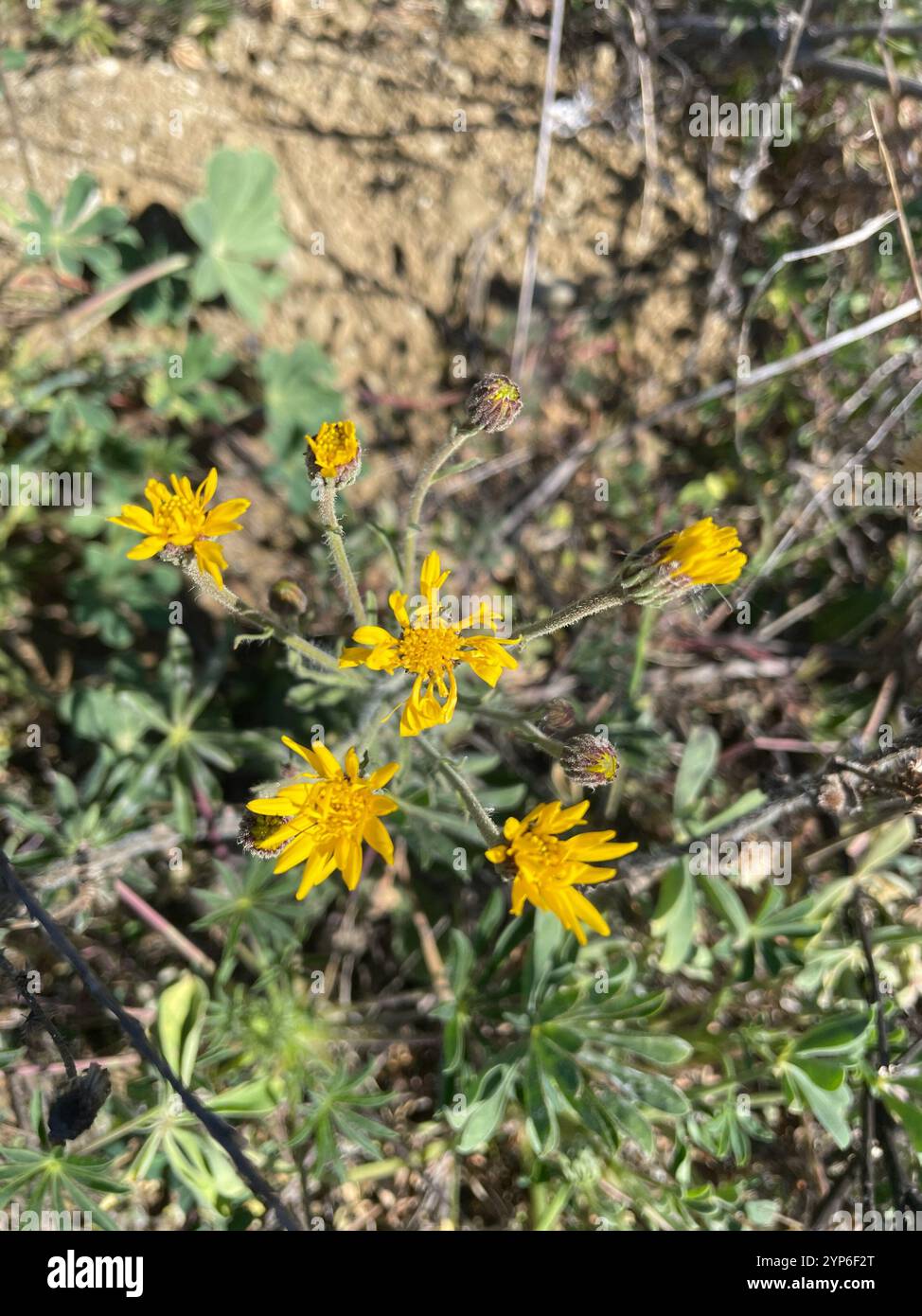 Telegraphweed (Heterotheca grandiflora Stock Photo - Alamy