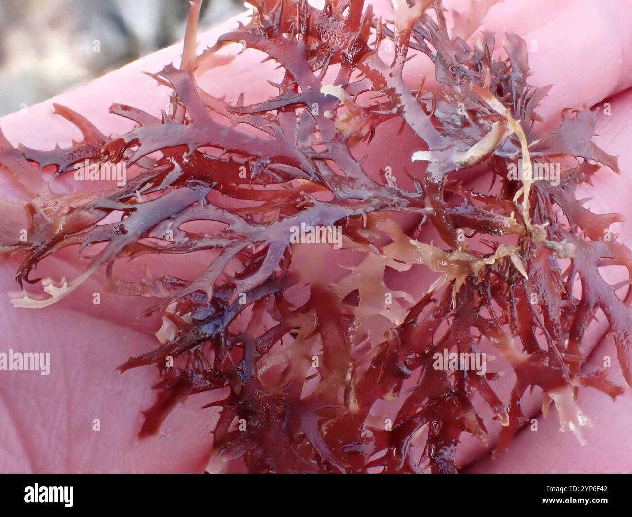 red algae (Rhodophyta Stock Photo - Alamy