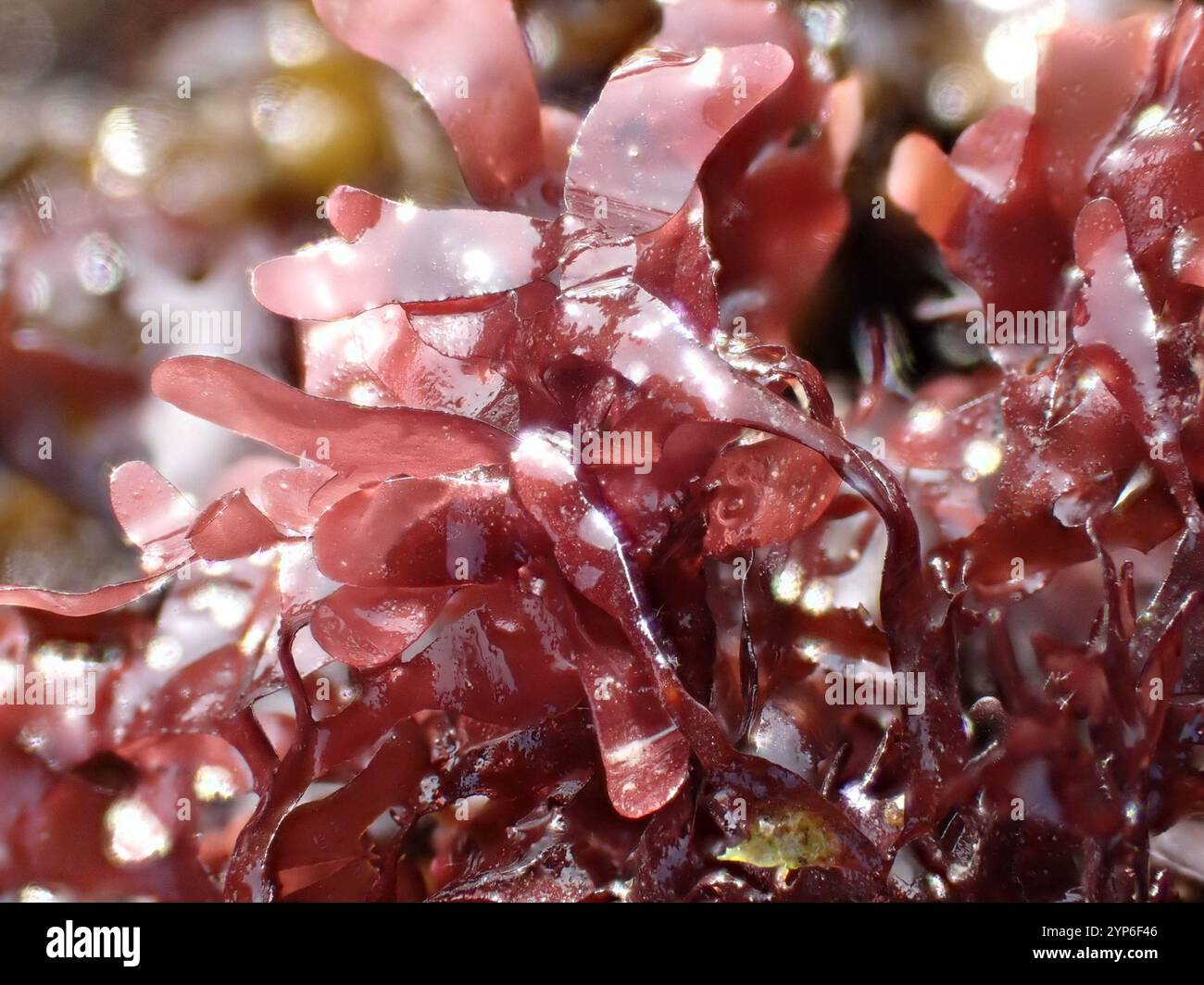 red algae (Rhodophyta Stock Photo - Alamy