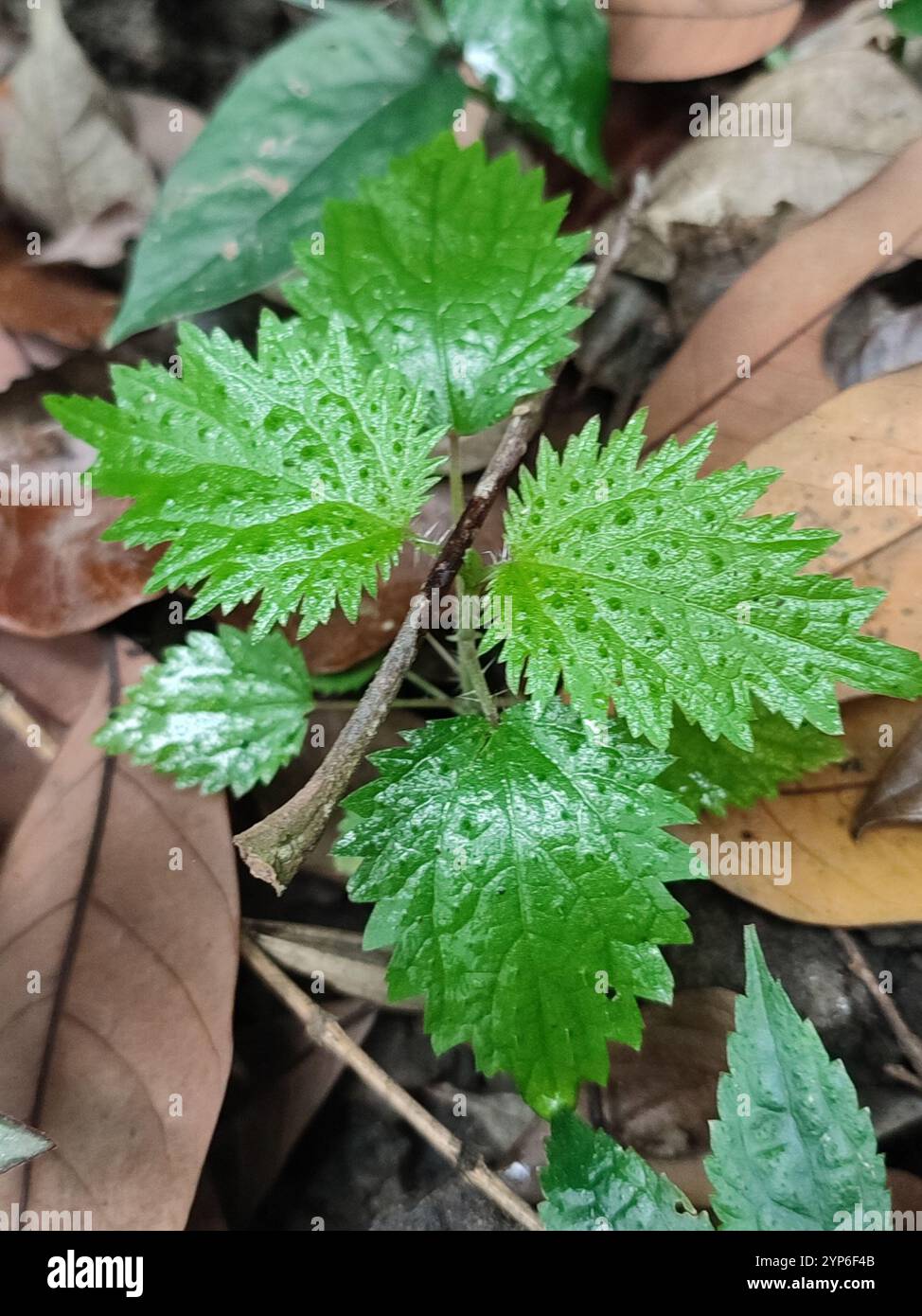 Japanese Nettle (Urtica thunbergiana Stock Photo - Alamy