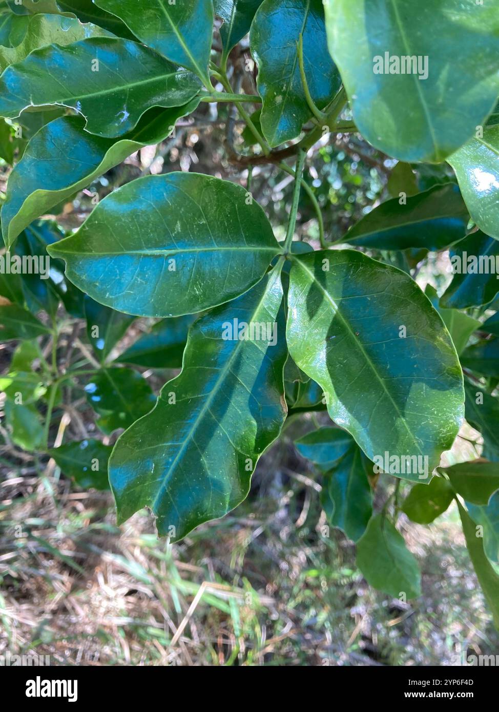Wharangi (Melicope ternata Stock Photo - Alamy