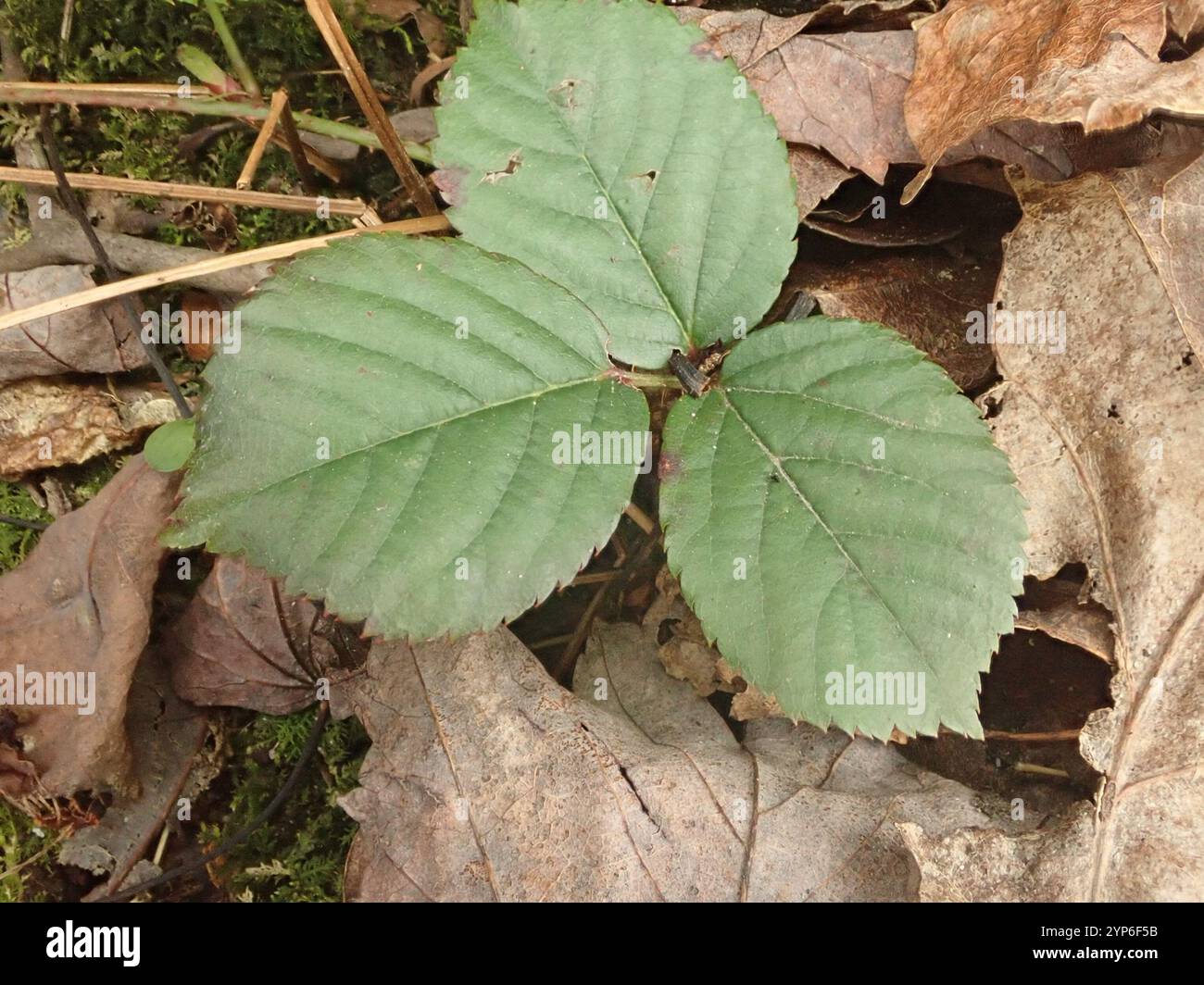 Common Dewberry (Rubus flagellaris Stock Photo - Alamy