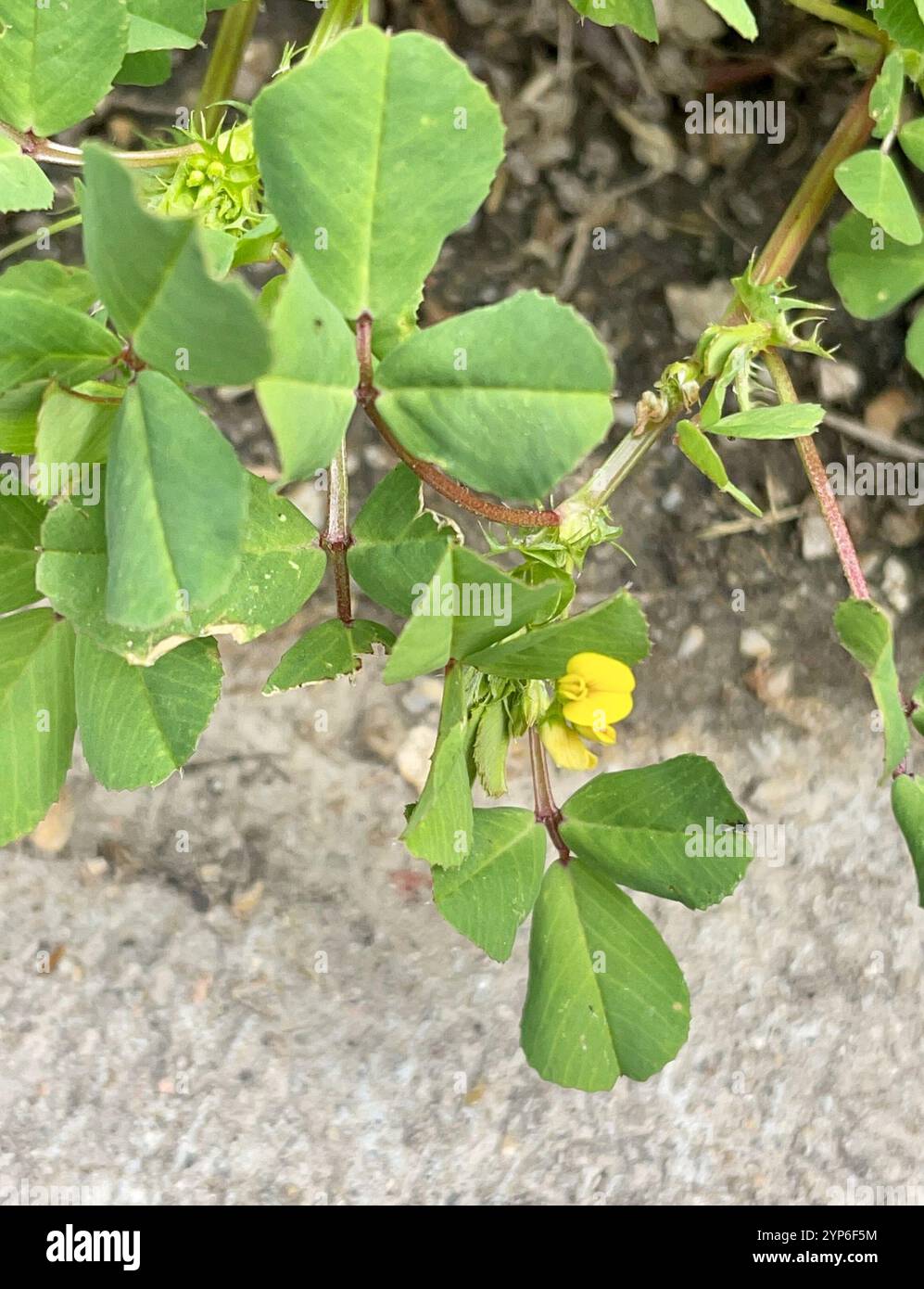 bur clover (Medicago polymorpha Stock Photo - Alamy