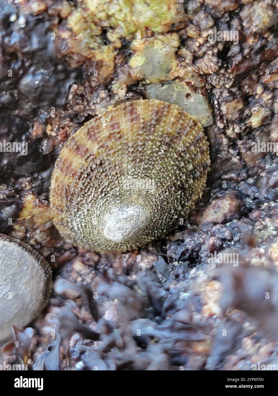 File Limpet (Lottia limatula Stock Photo - Alamy