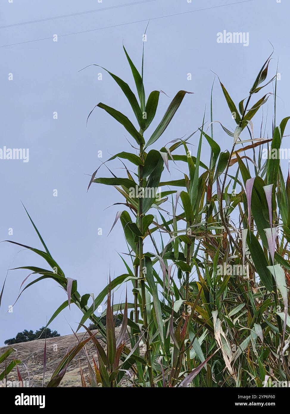 Reeds, Giant Canes, and allies (Arundinoideae Stock Photo - Alamy
